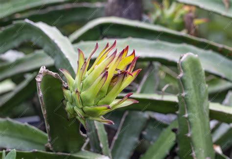 Young Dragon Fruit Plant