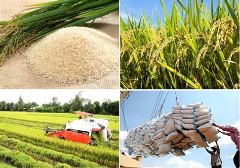 Xuất Khẩu Lúa Gạo ở Việt Nam Cơ Hội Thách Thức Và Triển Vọng 2024