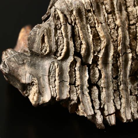 Large Prehistoric Fossilized Mastodon Tooth Ebth