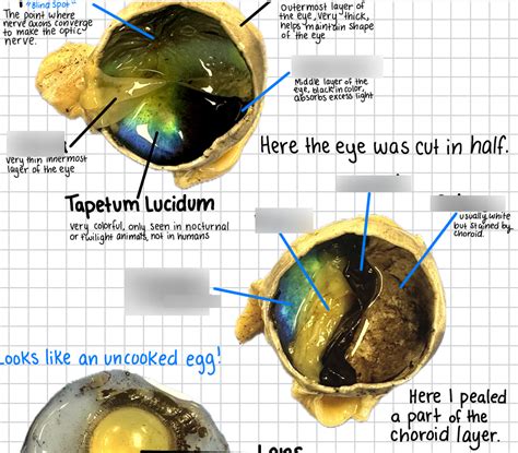Eye Structures Part 3 Diagram Quizlet