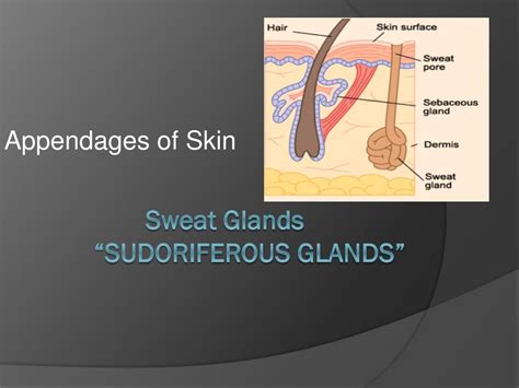 Ppt Understanding Your Skin Layers Functions And Appendages