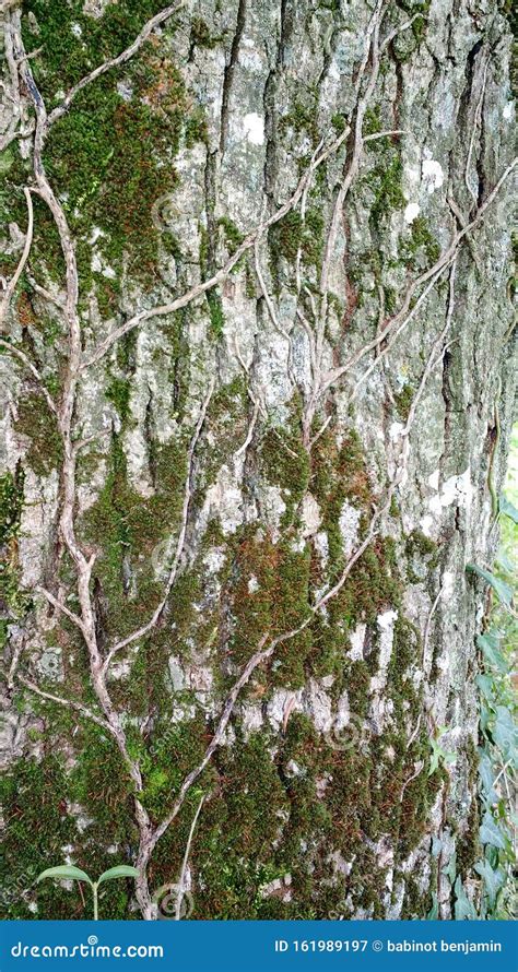 Structured Shapes Of Natural Living Tree Trunk Stock Image Image Of Structured Shapes Of Natural Living Tree Trunk Stock Image Image Of