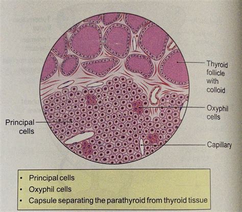 Parathyroid Histology Labeled Parathyroid Normal Histology Nus