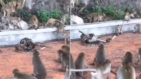 Python Kills Monkey Giant Snake Coils Around Primate And Suffocates It