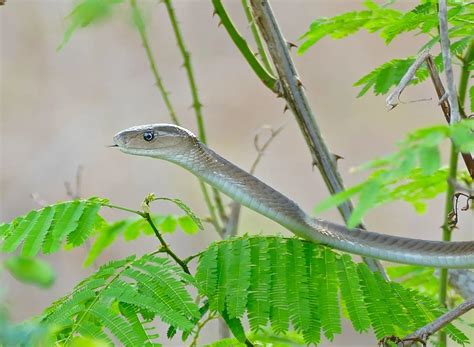 Black Mamba Native Habitat