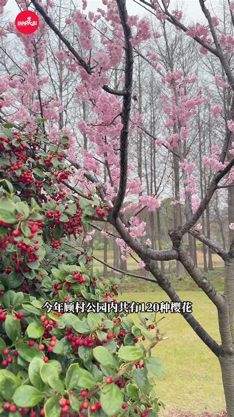 上海阿姨爷叔雨天赏樱韩剧感拉满