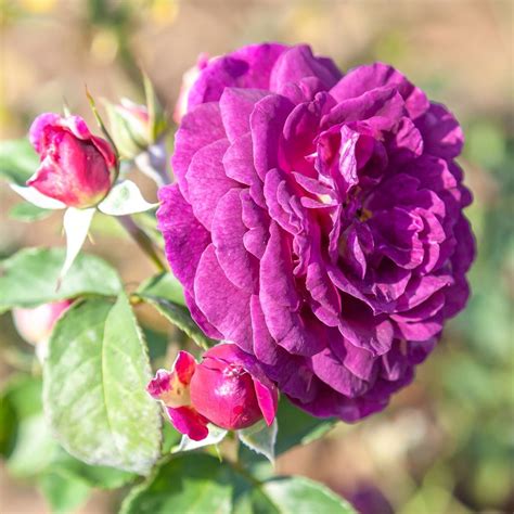 Rose Ebb Tide The Seed Collection