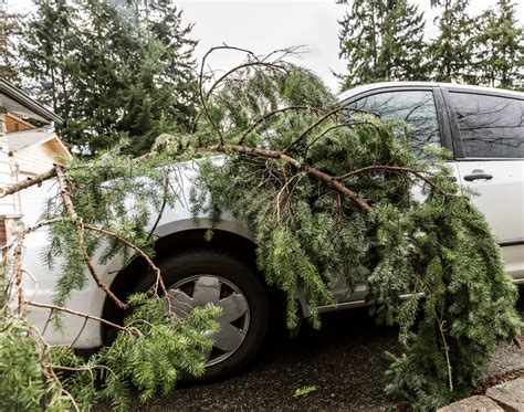 Fallen Tree Pathway Public Adjusters Inc House Fire Consultation