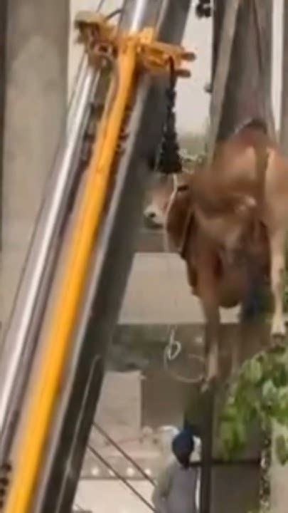 श्रीगंगानगरनेतेवाला में पानी की टंकी पर चढ़ा सांड प्रशासन ने सूझ बूझ