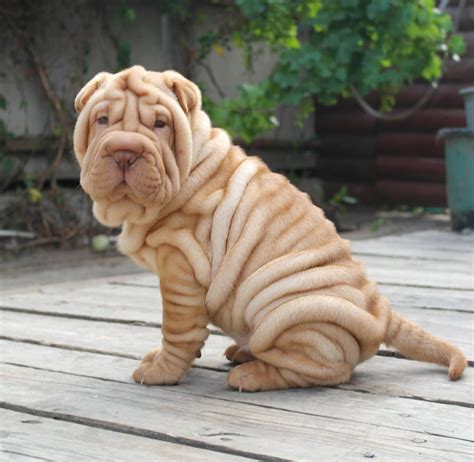 Beautiful Sharpei Puppy Breeder Edhellen Nore Svetlana Wrinkle Dogs