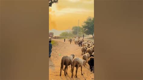 Saqlain Khan Is A Youtube