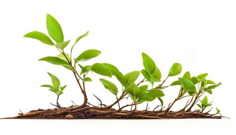 Premium Photo Elevated Side View Of Leaf Stem And Root Botanical Structure