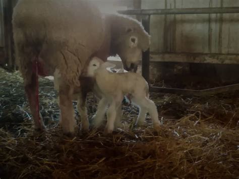 Sheep Reproductive Male