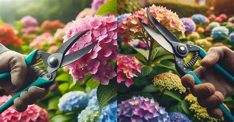 How And When To Prune Hydrangea Sharingideas Me