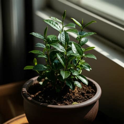 How To Care For A Tea Plant 13 Expert Tips For Thriving Growth 🍃 2025