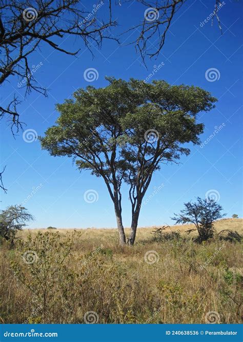 Tropical Grassland Trees