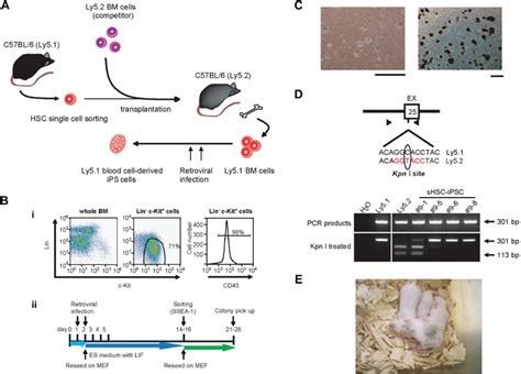 Proof Of Ipsc Induction From Hematopoietic Cells In A Single Hsc Download Scientific Diagram