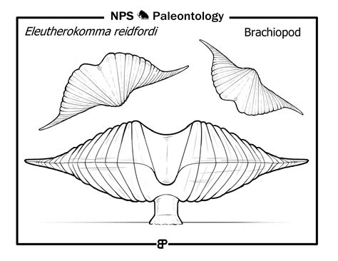 Brachiopod Drawing