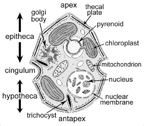Dinoflagellates Structure Dinoflagellate Nucleus Contains An Extensive