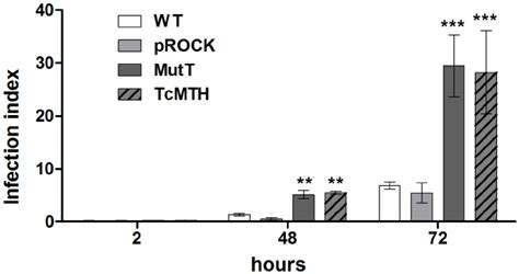 Macrophage Infection Experiment Inflammatory Macrophages Obtained From