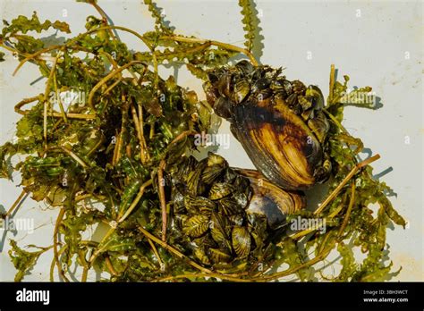 Close Up Of Zebra Mussels Clustered On A Large Freshwater Shell With