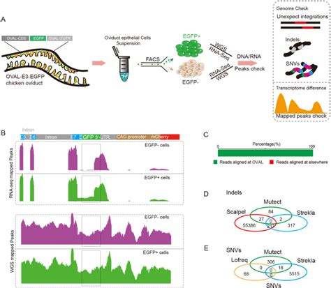 An Ovalbumin Fusion Strategy To Increase Recombinant Protein Secretion