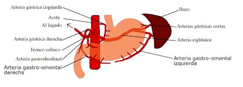 Anatomia Del Estómago Irrigación Arterial Del Estómago