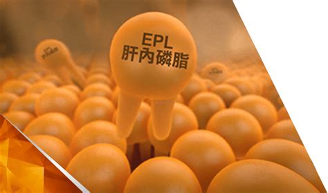 Check Who And What The Phospholipids Are Intended For