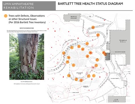 Defective Or Diseased Trees Giving To Mary Washington