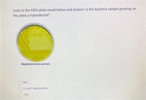 Solved Look At The Msa Plate Result Below And Answer Is The