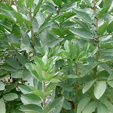 Semence De Féverole Dhiver Fixe Lazote Et Améliore La Structure