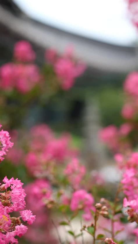 누가 노잼도시래 이번 한달만큼은 유잼 도시 꽃놀이에 야경까지 가능한 여행코스4 1 2분 거리라 도보로 이동 가능 주차꿀팁 세종예술의전당 1시간 무료 주차 가능 마크애비뉴