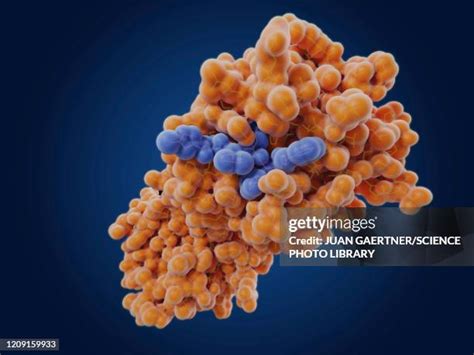 Protease Enzyme Photos And Premium High Res Pictures Getty Images