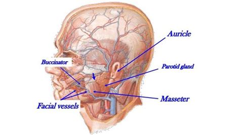 Lymph Nodes Flashcards Quizlet