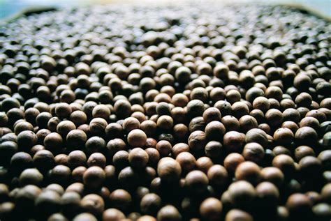 Macadamia Shells The Material Of The Future Australian Macadamias