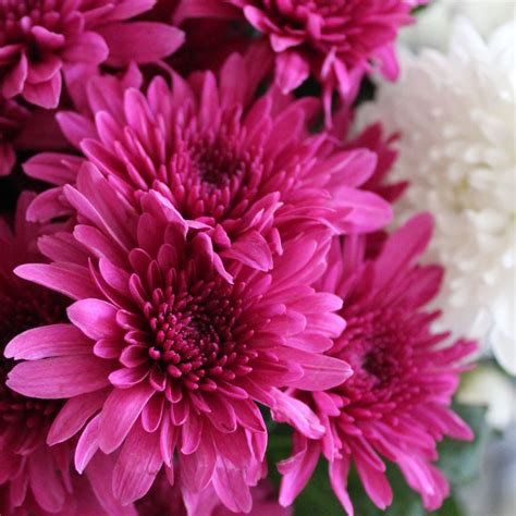 November Birth Flower Images