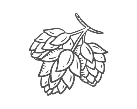 Premium Vector Hops Hand Drawn Outline Doodle Icon Vector Illustration