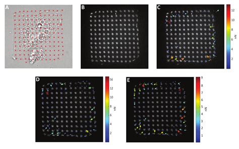 Pattern Generation For Micropattern Traction Microscopy Article Jove