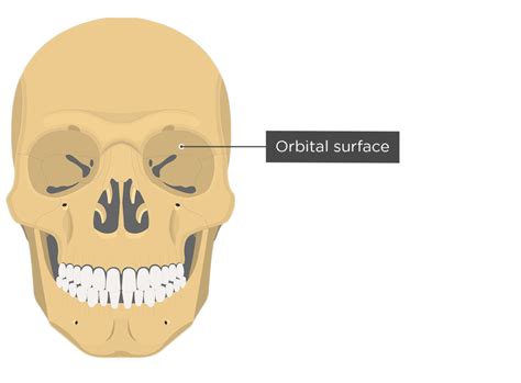 Frontal Bone Anatomy Getbodysmart