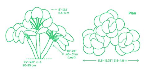 Clumping And Multi Stem Palms Dimensions And Drawings