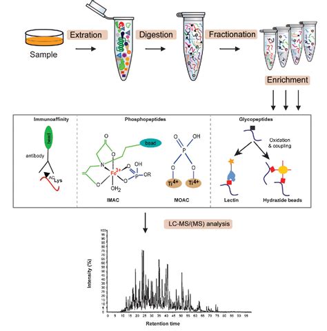 Post Translational Modification Proteomics Solutions Mtoz Biolabs