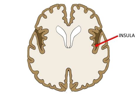 Know Your Brain Insula