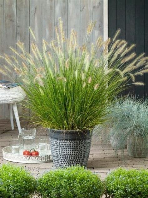 13 Container Plants To Make Your Space More Appeal And Aesthetic