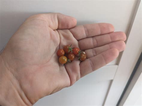 Whats Up With These Tiny Tomatoes Ive Never Heard Of Anything Like