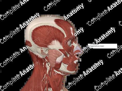 Zygomaticus Major Muscle Complete Anatomy