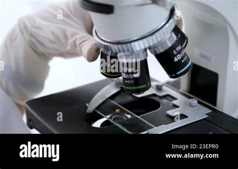 Sorghum Grain Under Microscope Scientific Analysis Of Sorghum In The