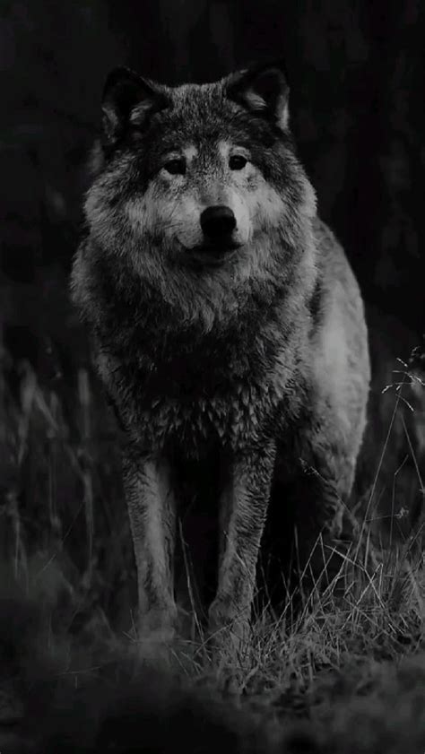 Wolf 🐺 Siyah Kurtlar Siyah Kurt Kurt