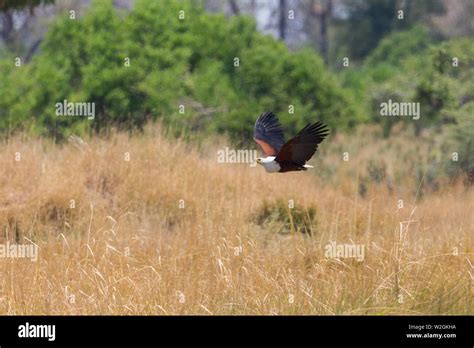 Natural African Fish Eagle Haliaeetus Vocifer Flying Over Dry