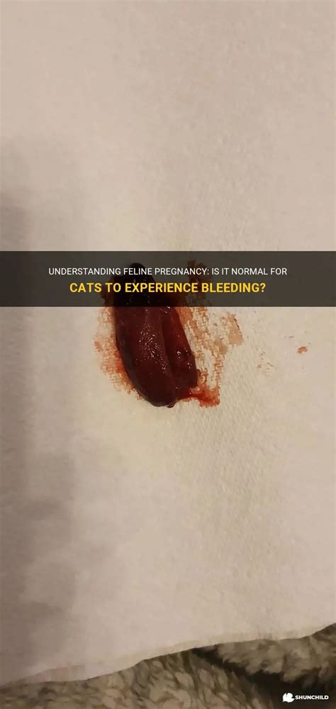 Understanding Feline Pregnancy Is It Normal For Cats To Experience