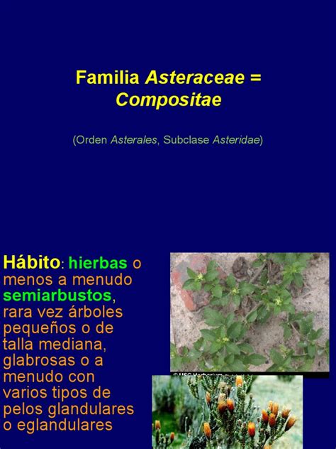 0 Asteraceae Compositae Scy Pdf Flores Plantas